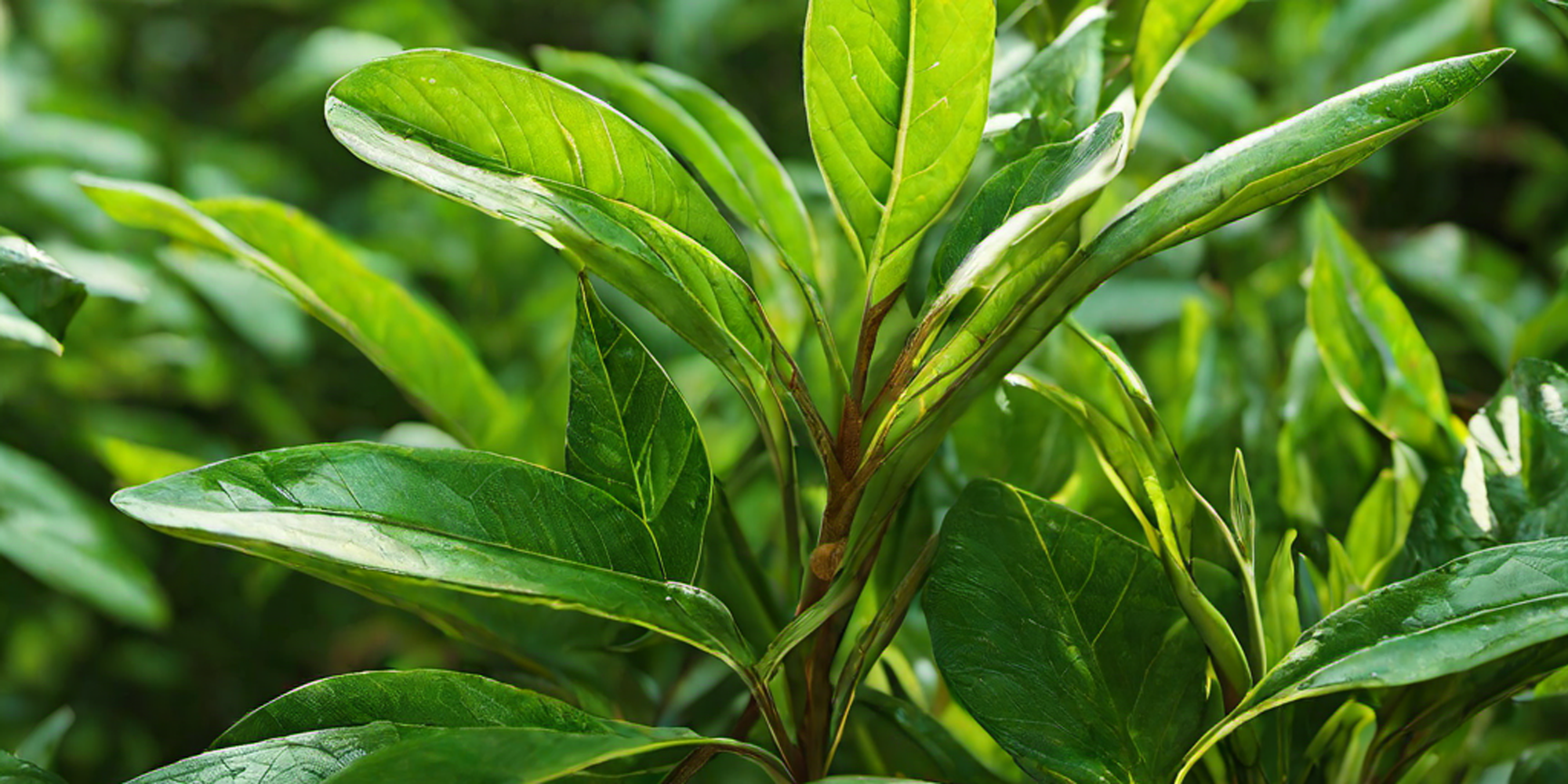 What is CTC Tea: A Comprehensive Guide to Crush, Tea and Curl Tea